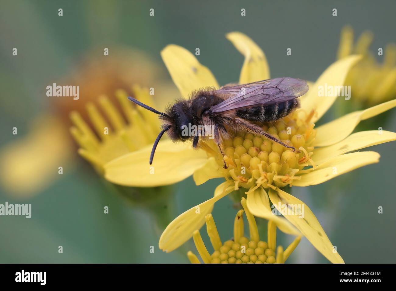 Natural closeup on a male yellow legged mining bee, Andrena flavipes ...