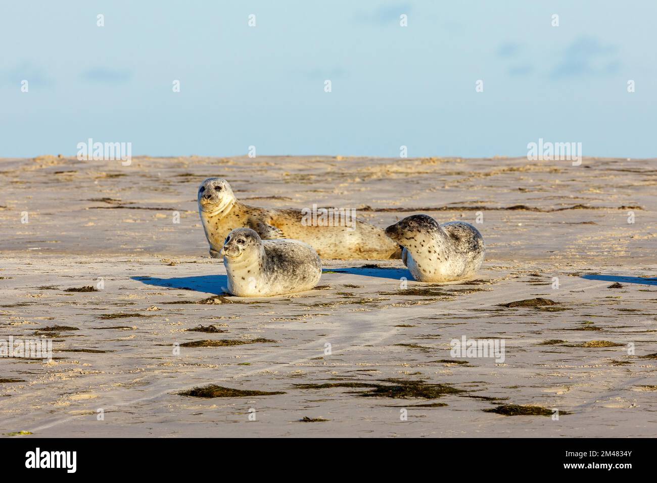 Seals resting on a beach at pellworm in schleswig holstein Stock Photo ...