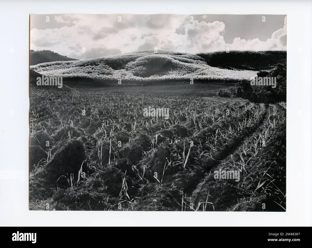 Sugar Farming. Original caption: Near Luquillo, Puerto Rico. Field of ...