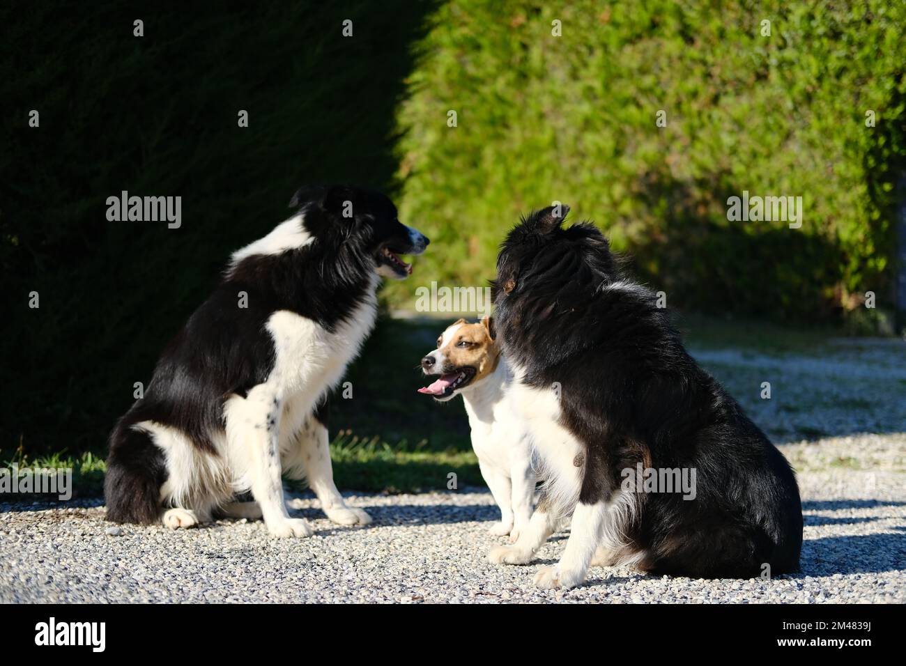 Dogs in the countryside and nature Stock Photo - Alamy