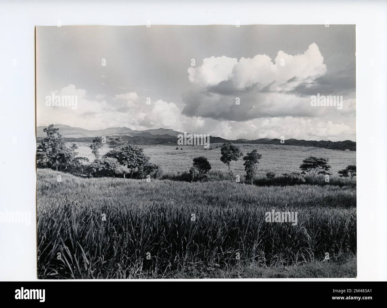 Sugar Farming. Original caption: Near Carolina, Puerto Rico. Sugar ...
