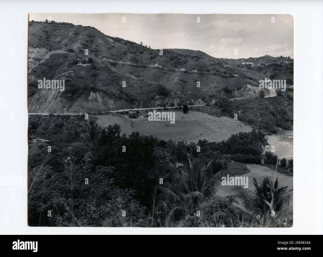 Tobacco Farming. Original caption: Near Jayuya, Puerto Rico. Small ...