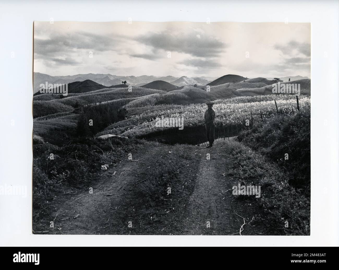 Sugar Farming. Original caption: Near Toa Alta, Puerto Rico. Evening on ... Sugar Farming. Original caption: Near Toa Alta, Puerto Rico. Evening on ...