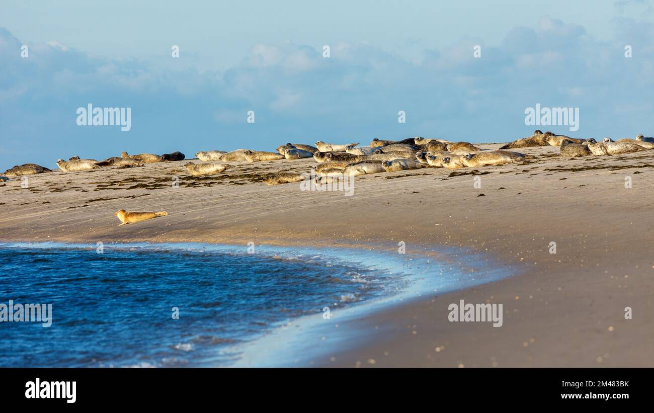 Seals resting on a beach at pellworm in schleswig holstein Stock Photo ...
