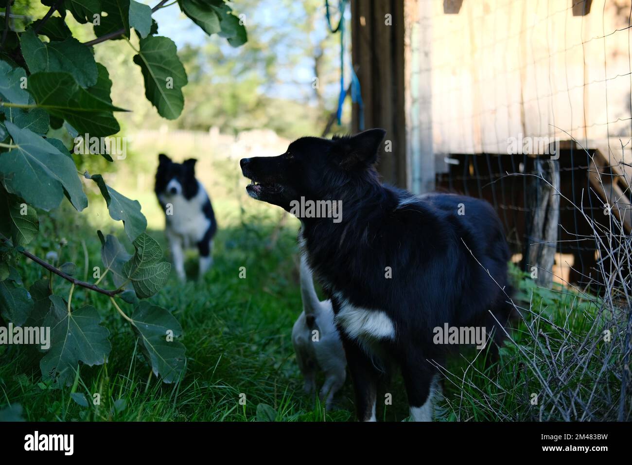 Dogs in the countryside and nature Stock Photo - Alamy