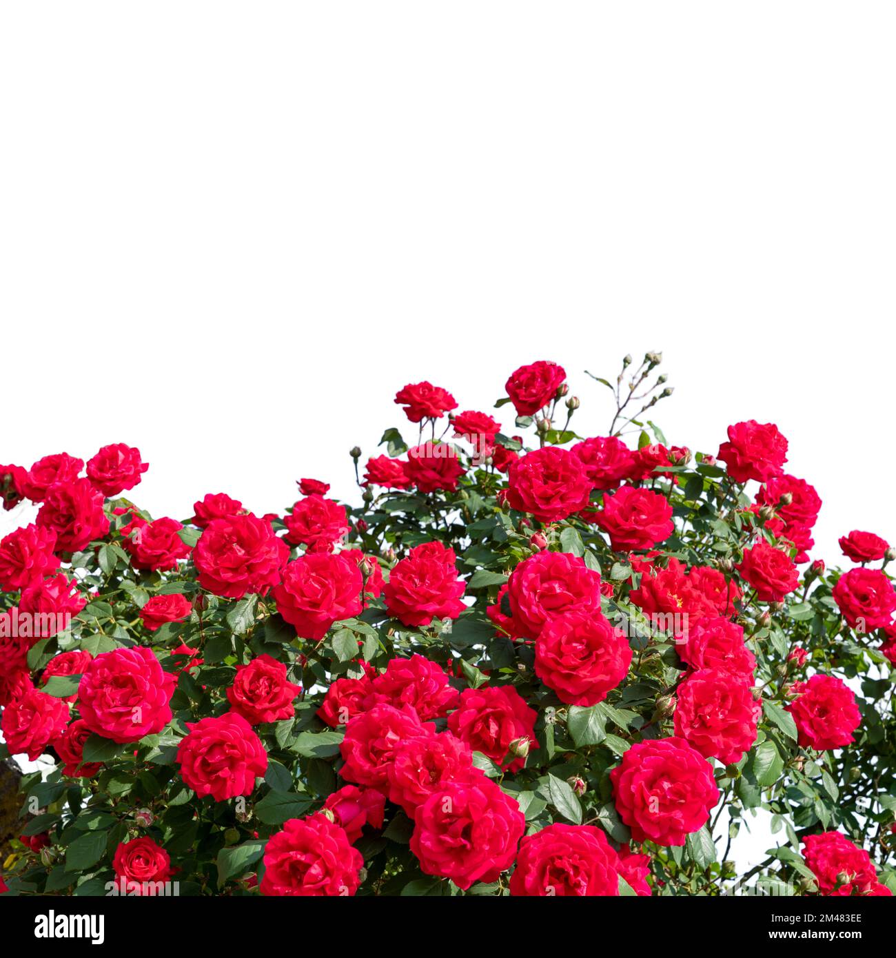 Red rose bush frame isolated on white, copy space, ideal for greeting ...