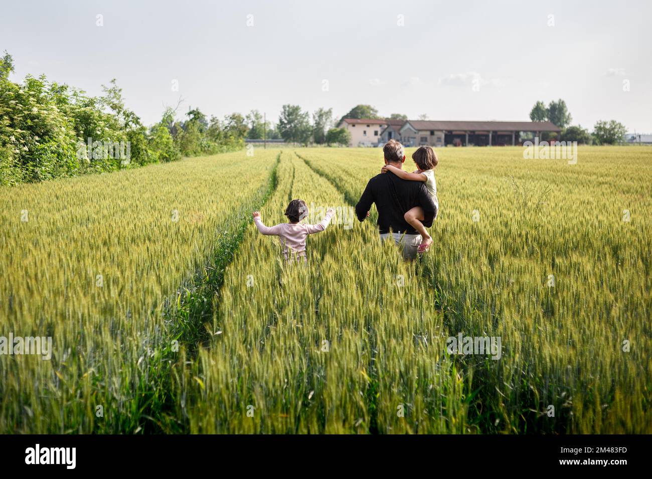 back view of man with children walking away in wheat field Stock Photo ...