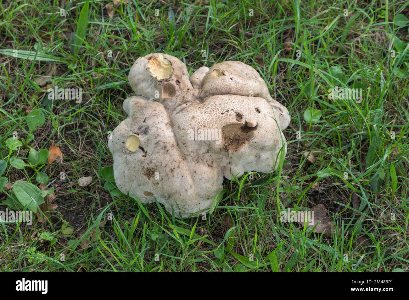 Odd shaped fungi on the ground in Windsor Great Park, Surrey, UK Stock ...
