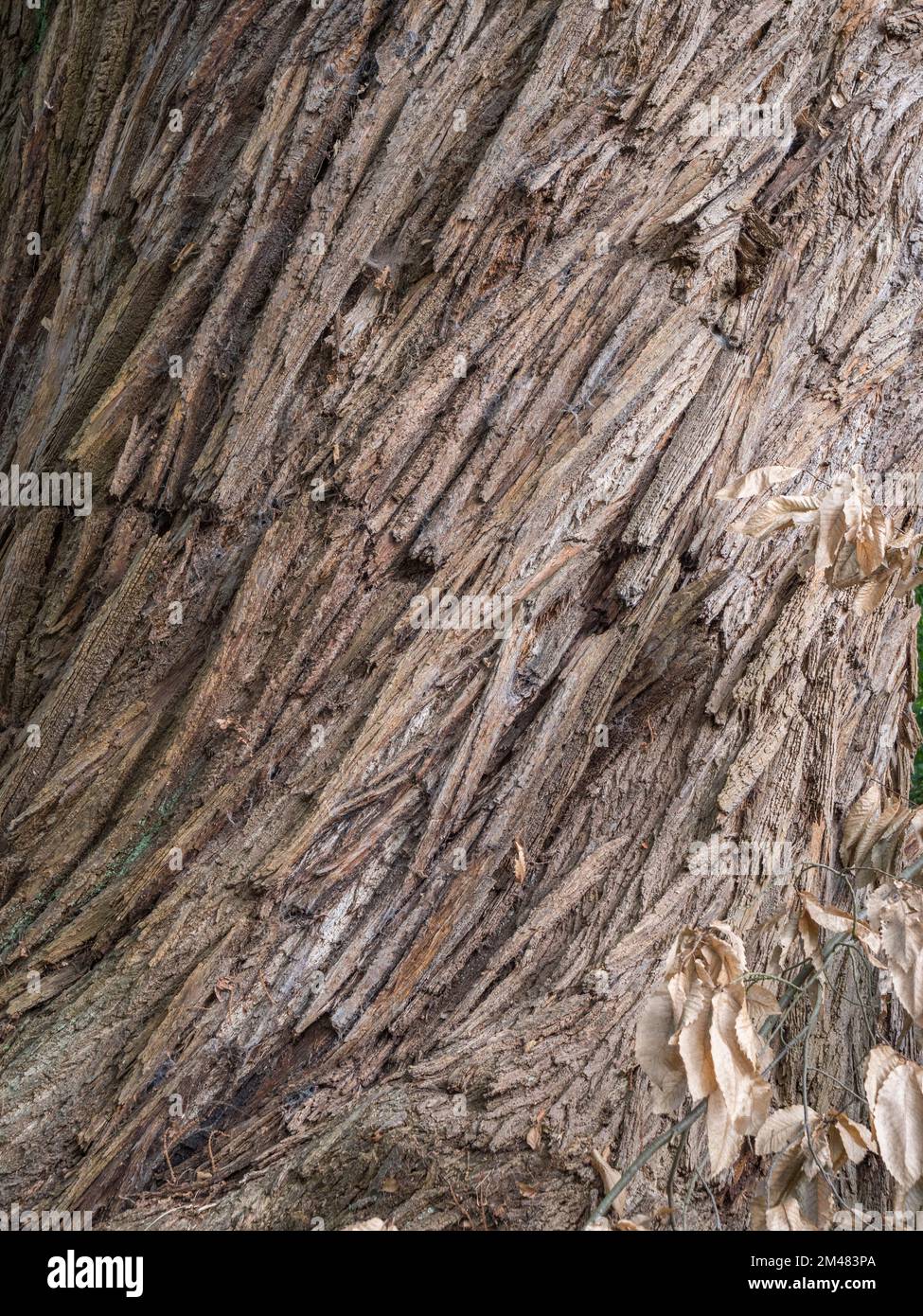 Twisted tree bark hi-res stock photography and images - Alamy