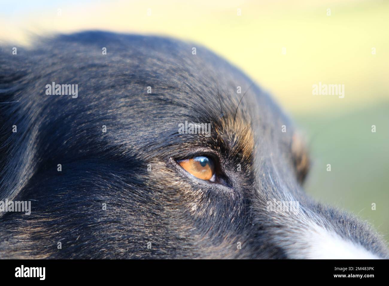 Dogs in the countryside and nature Stock Photo - Alamy