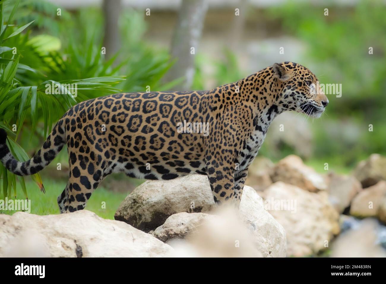 A Jaguar seen resting in their habitat inside the Xcaret Park Zoo ...