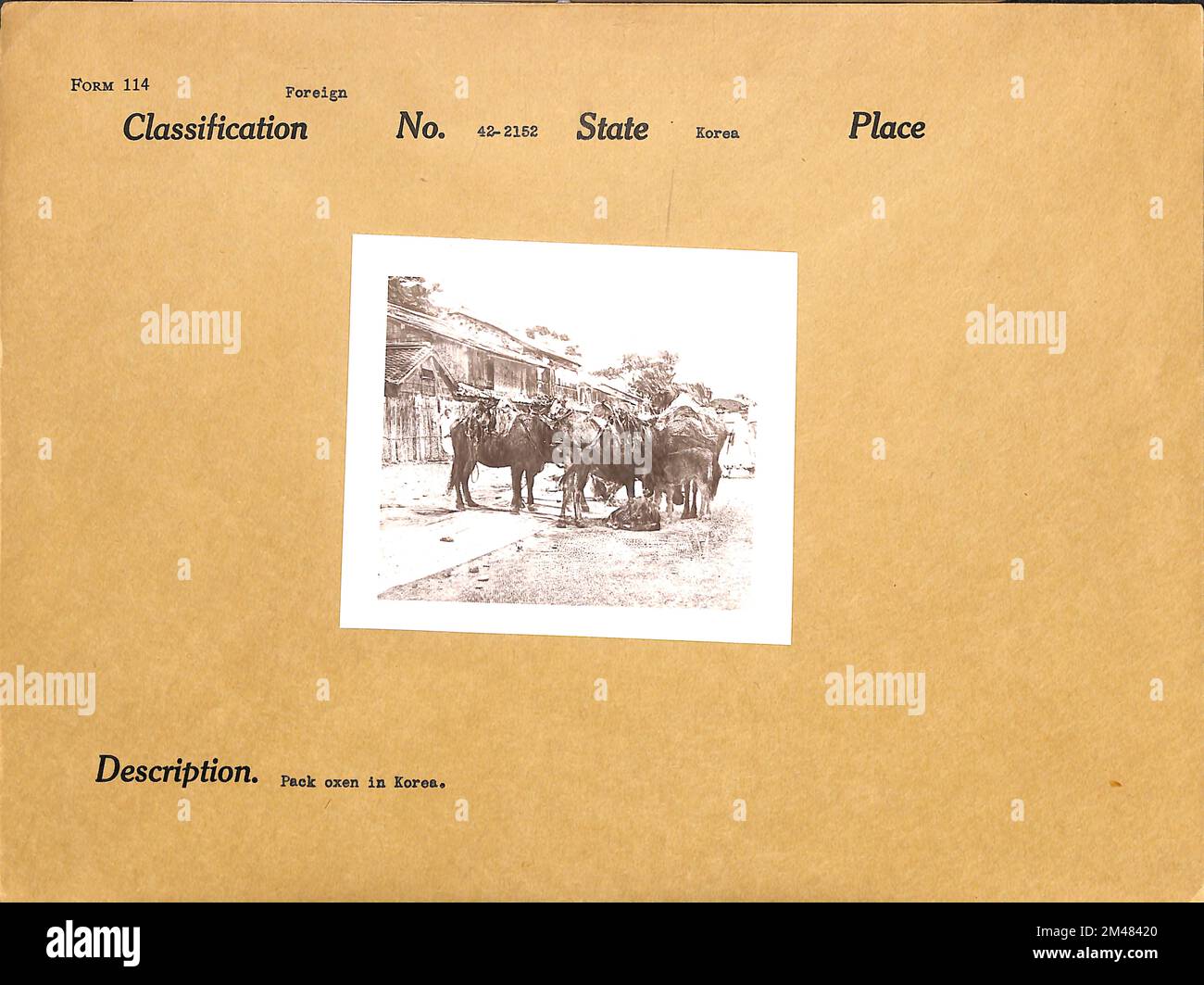 Pack Oxen in Korea. State: Korea Stock Photo - Alamy