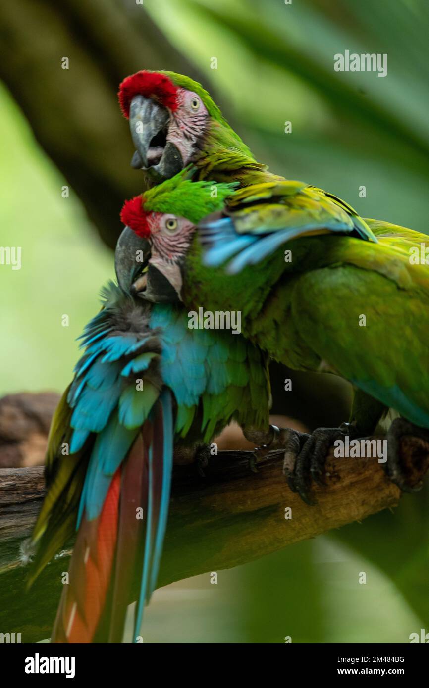 A Green Macaw seen resting in their habitat inside the Xcaret Park Zoo ...