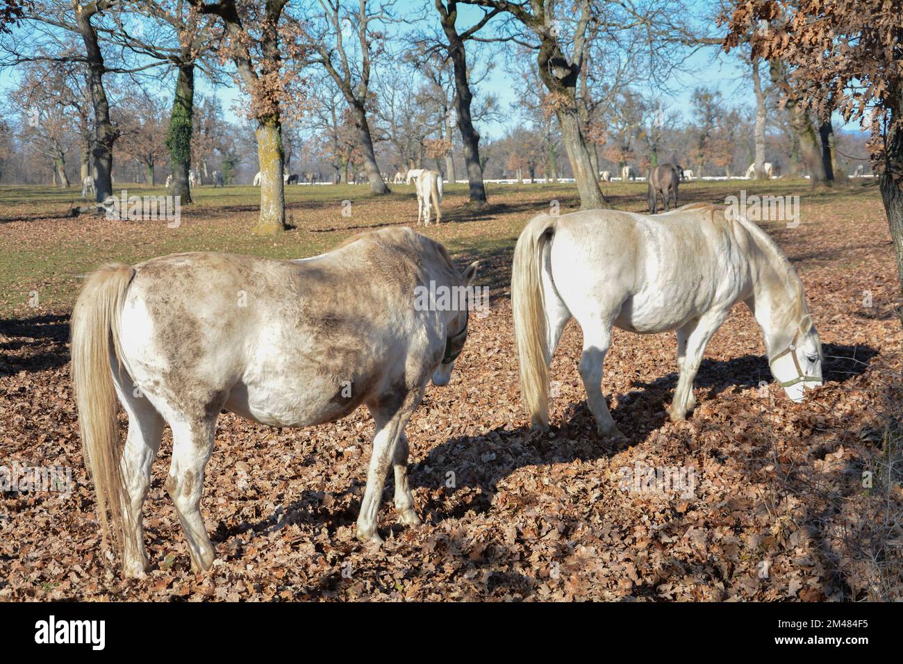 Lipica horses in autumn Stock Photo - Alamy