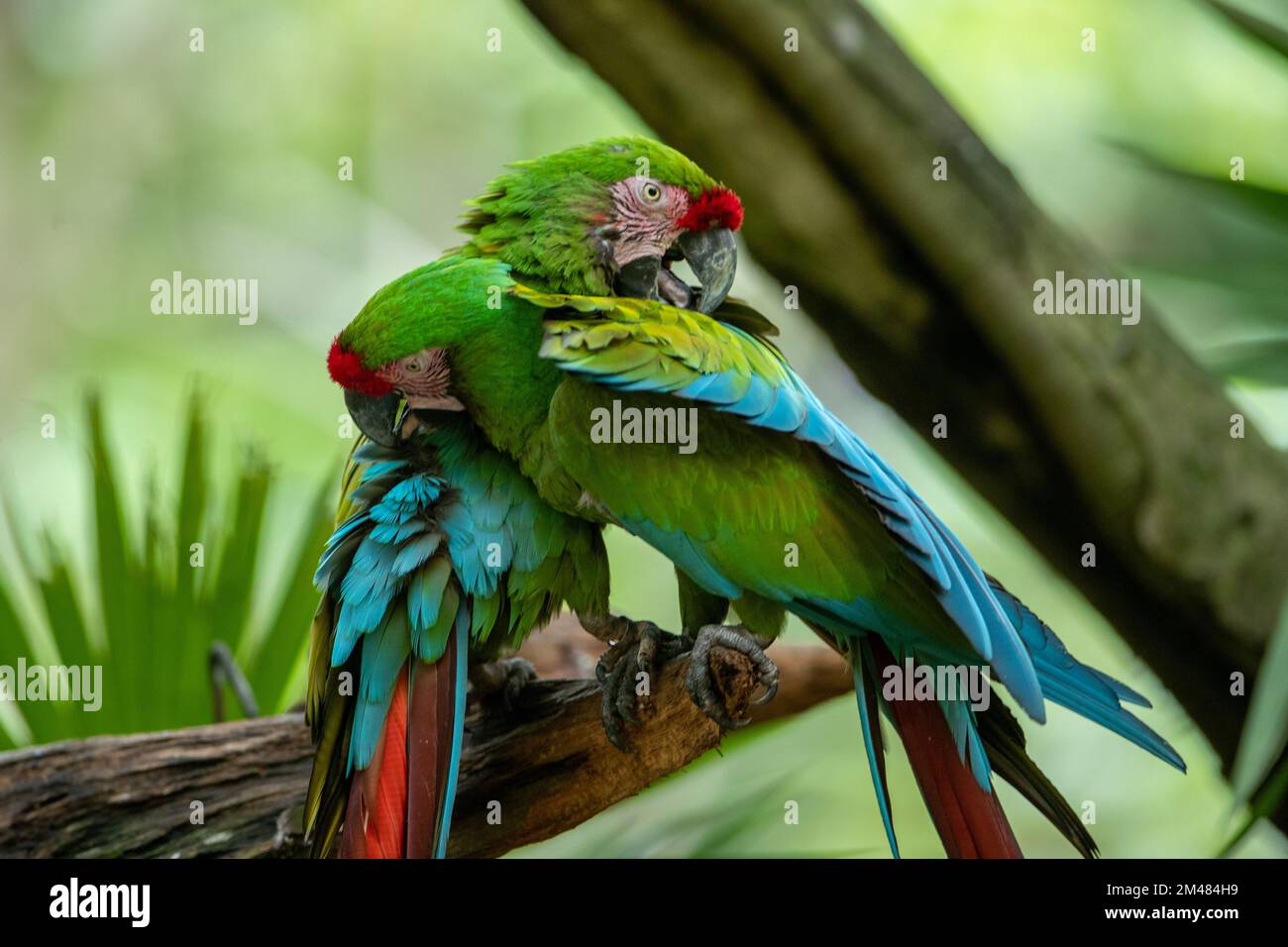 A Green Macaw seen resting in their habitat inside the Xcaret Park Zoo ...