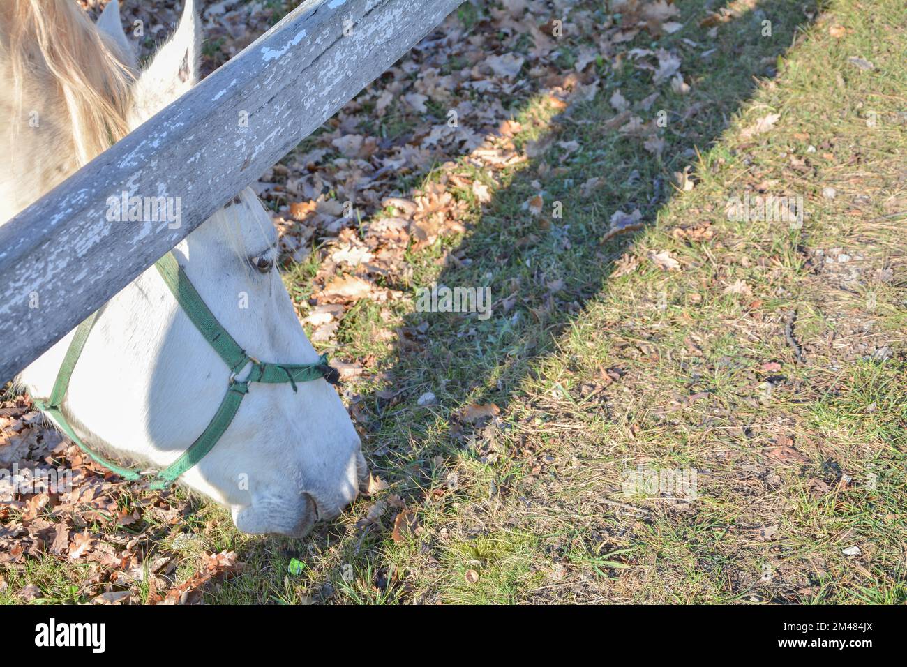 Lipizzaner horse white hi-res stock photography and images - Alamy
