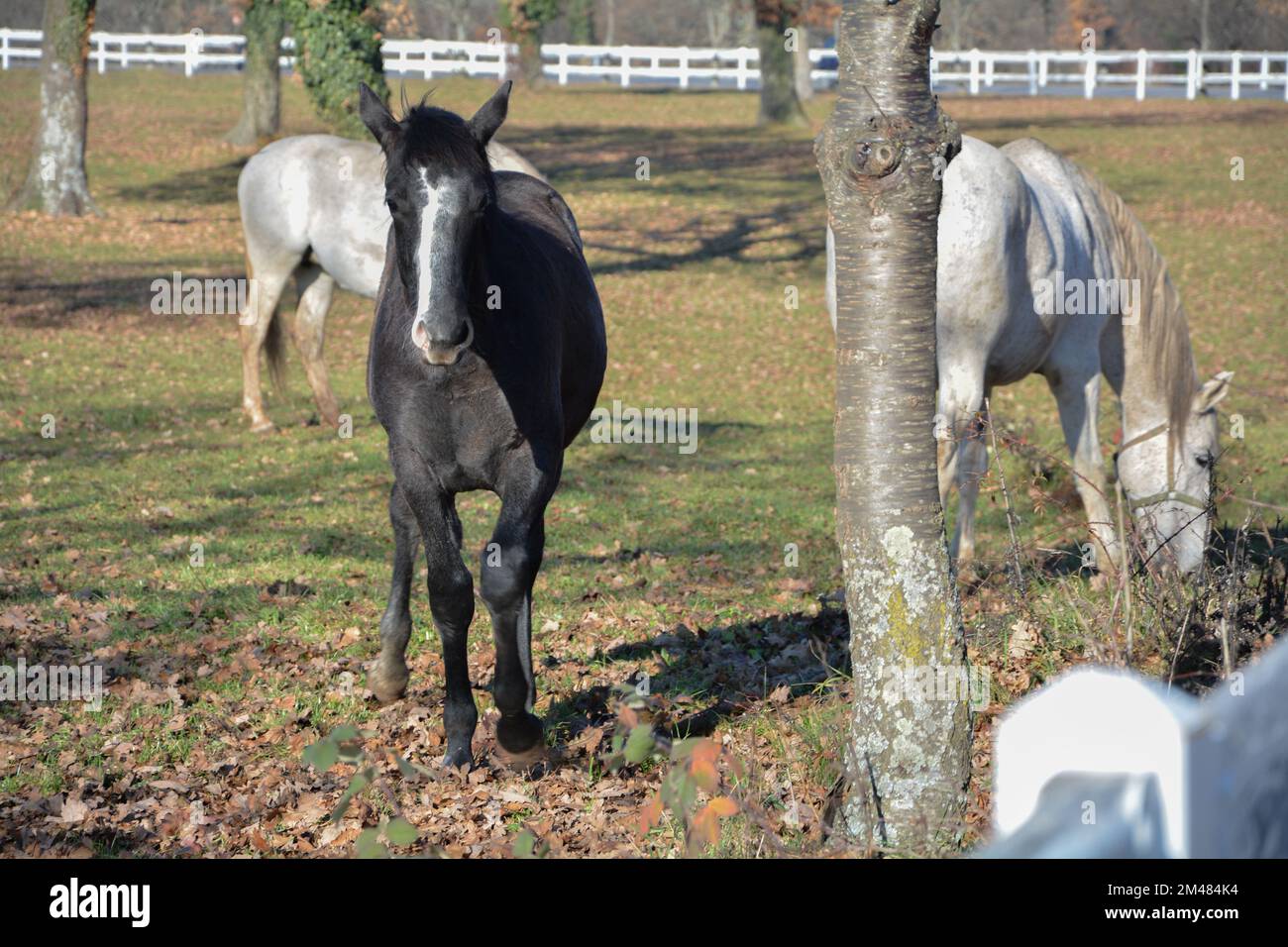 Lipica horses in autumn Stock Photo - Alamy