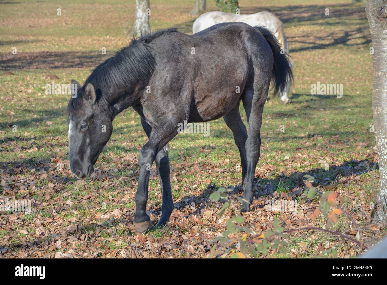 Lipica horses in autumn Stock Photo - Alamy
