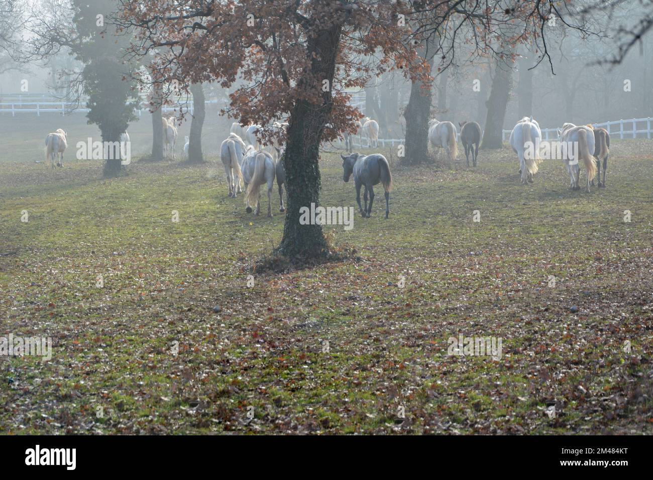 Lipica horses and fog Stock Photo - Alamy