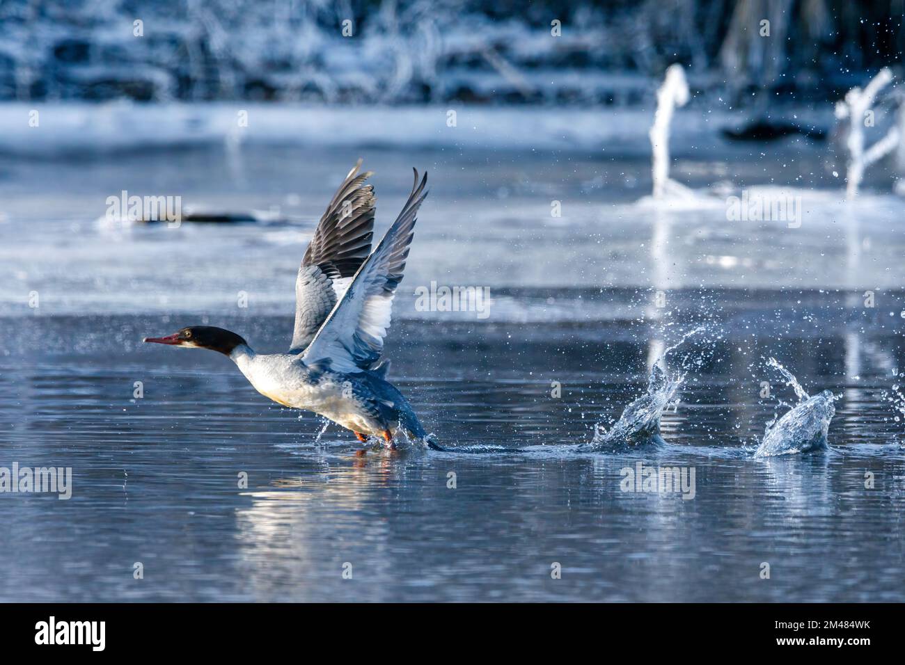 A female merganser duck in the winter on a river Stock Photo - Alamy