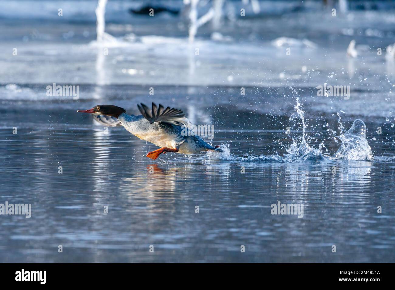 A female merganser duck in the winter on a river Stock Photo - Alamy
