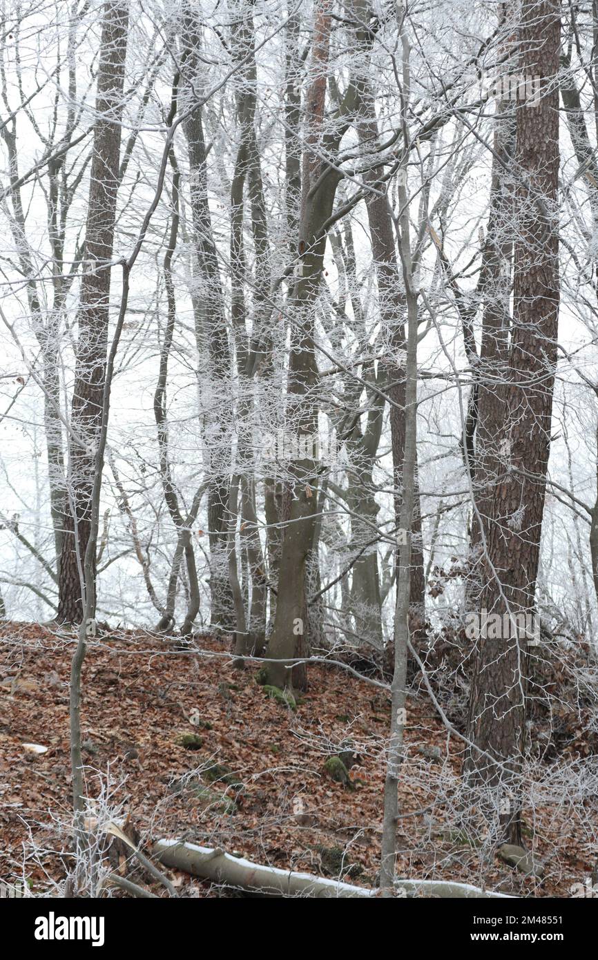 frosty trees on a Celtic wall Stock Photo - Alamy