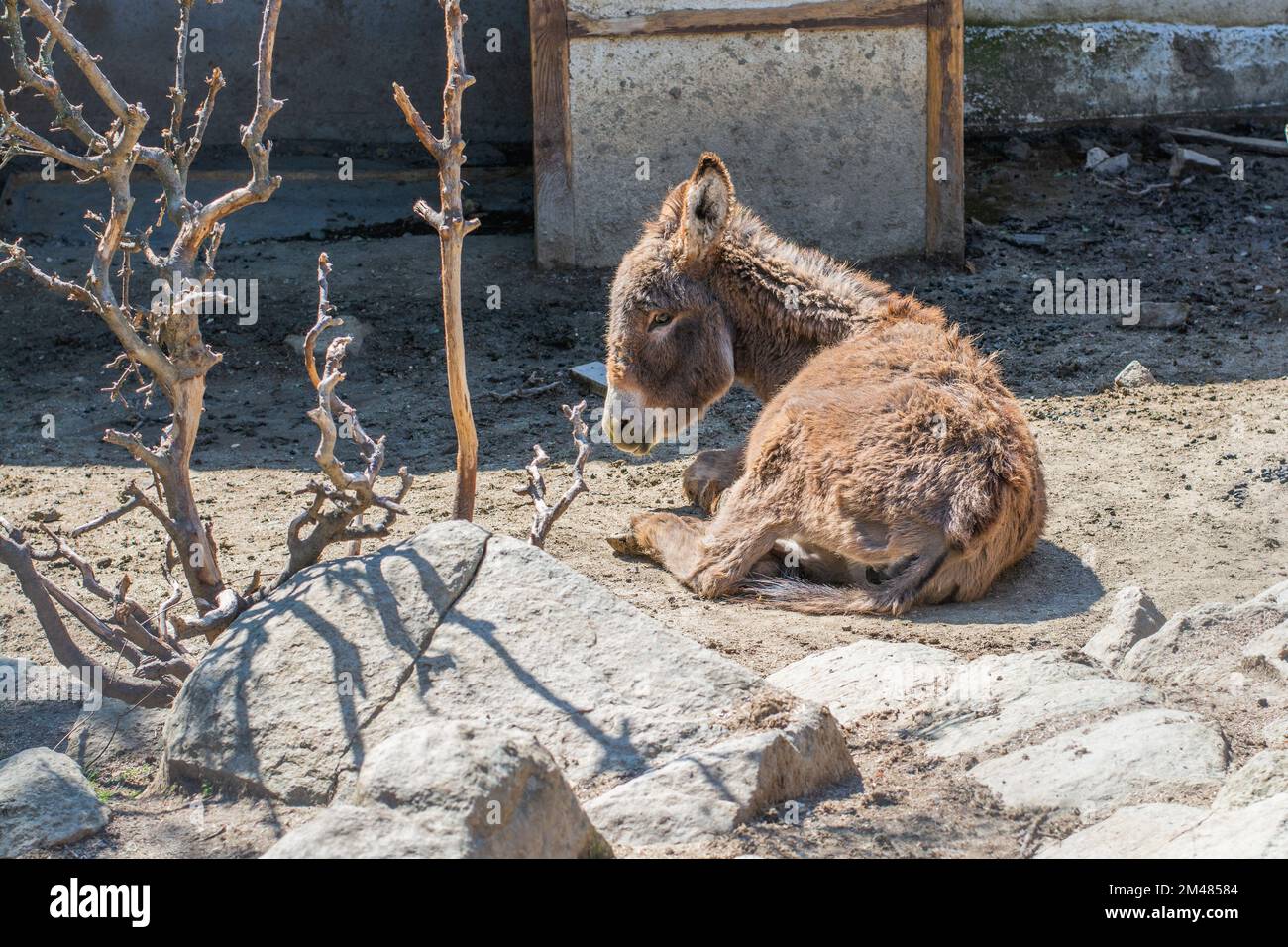 Donkey at Etno selo in Macedonia Stock Photo - Alamy