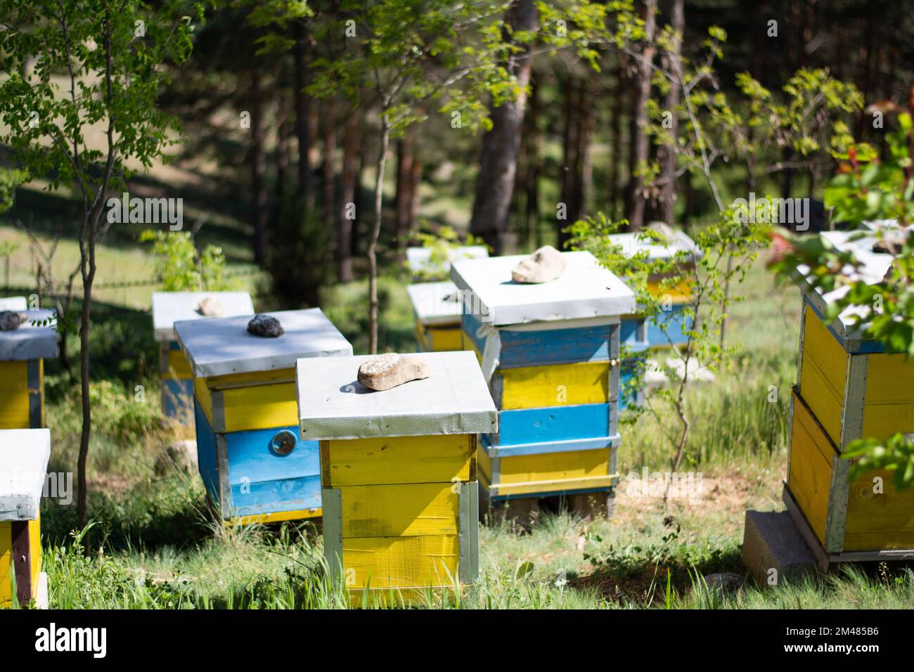 Beehives in a beautiful forest Stock Photo - Alamy