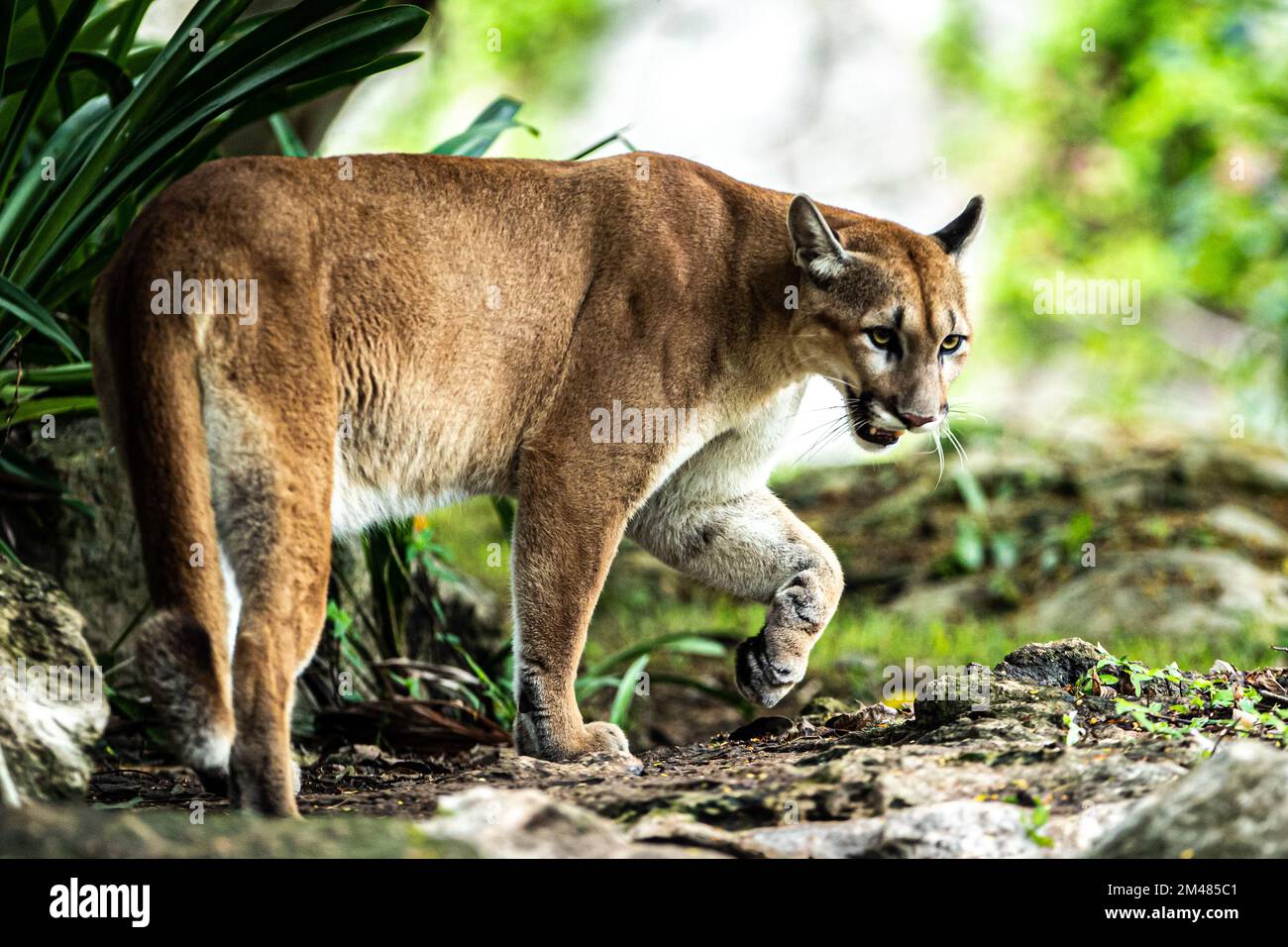 Non Exclusive: A Puma seen resting in their habitat inside the Xcaret ...