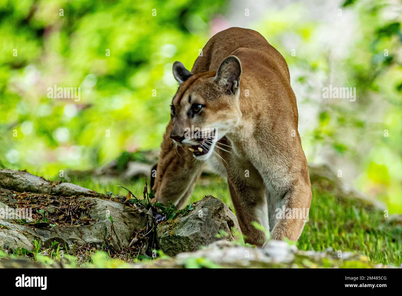 Non Exclusive: A Puma seen resting in their habitat inside the Xcaret ...