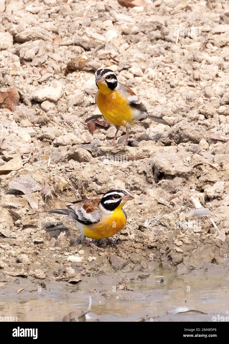 Golden Breasted Bunting, Emberiza flaviventris in breeding colours, two ...