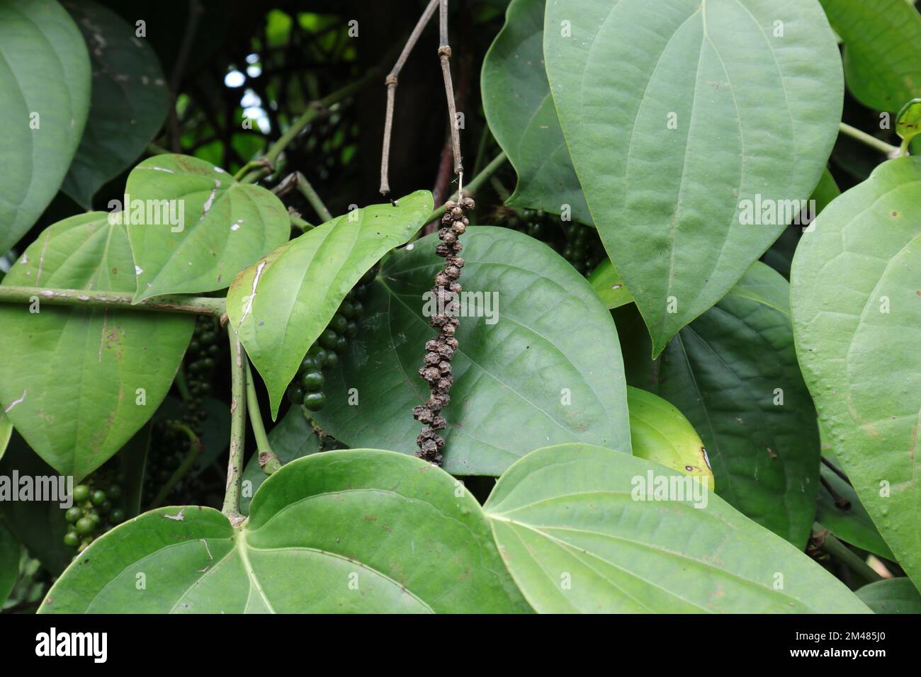 Black pepper seeds cluster hi-res stock photography and images - Alamy
