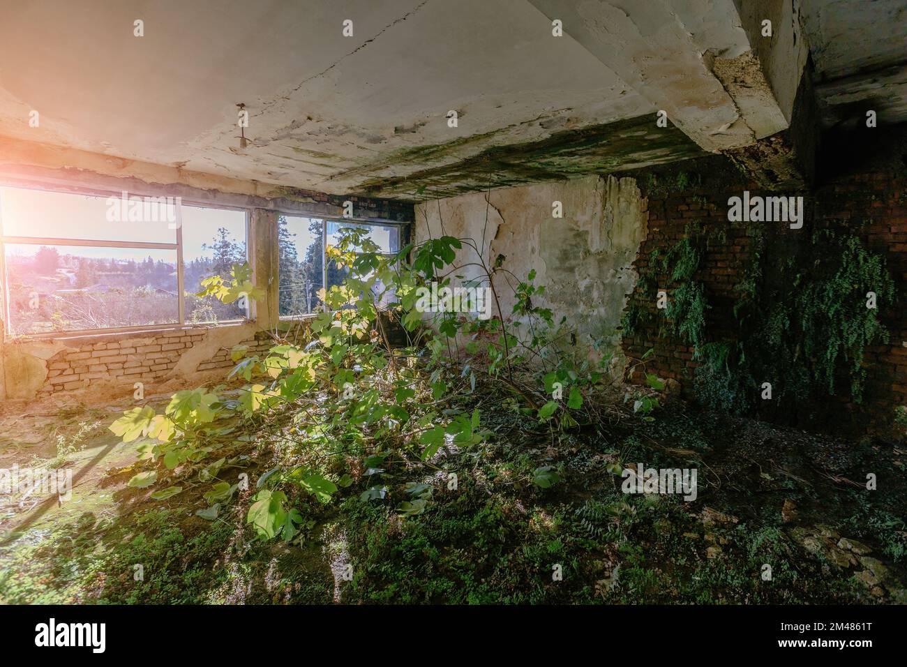 Overgrown by plants old abandoned building interior Stock Photo - Alamy