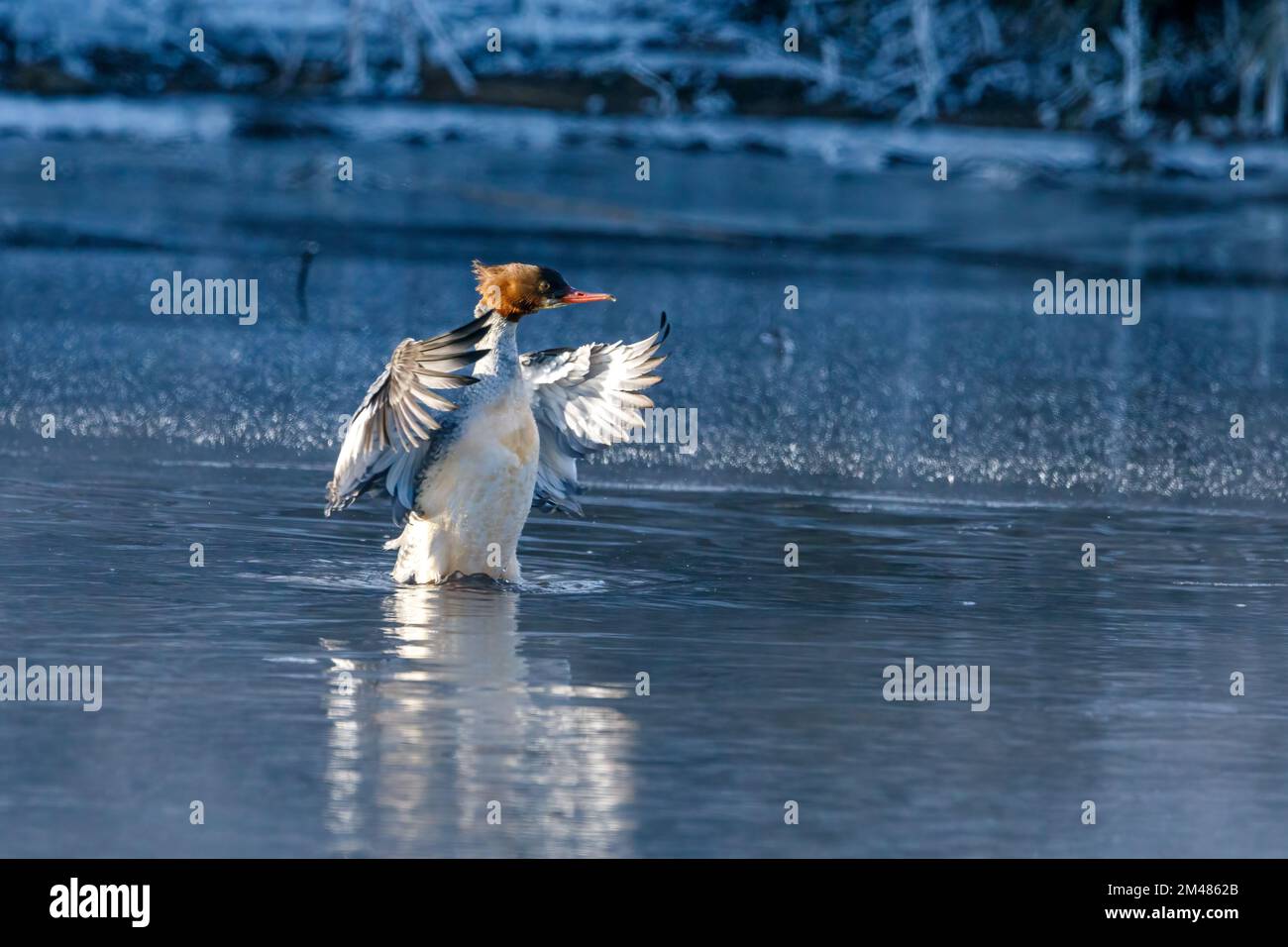 A female merganser duck in the winter on a river Stock Photo - Alamy