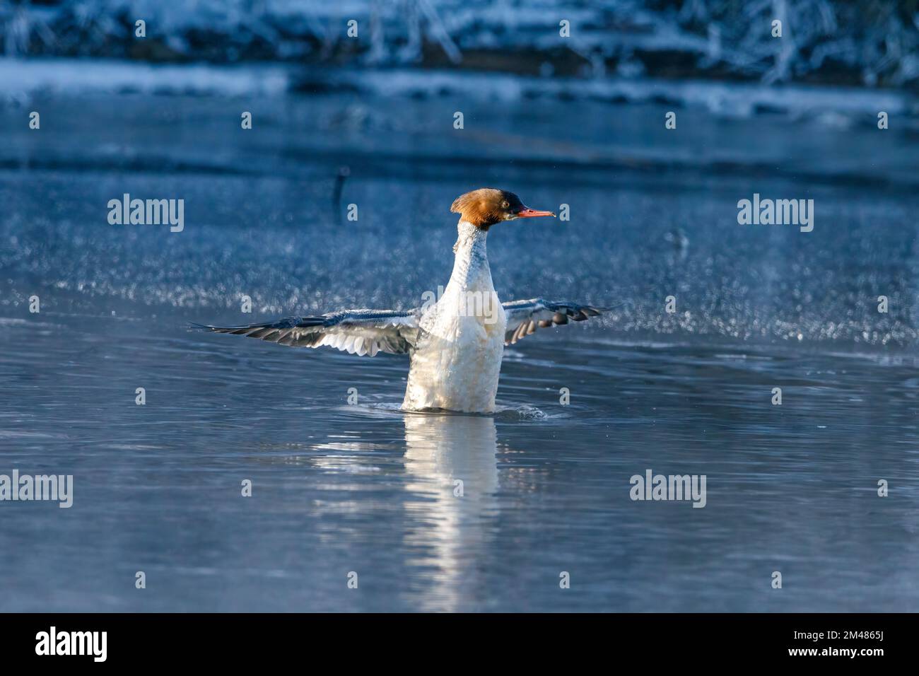 A female merganser duck in the winter on a river Stock Photo - Alamy