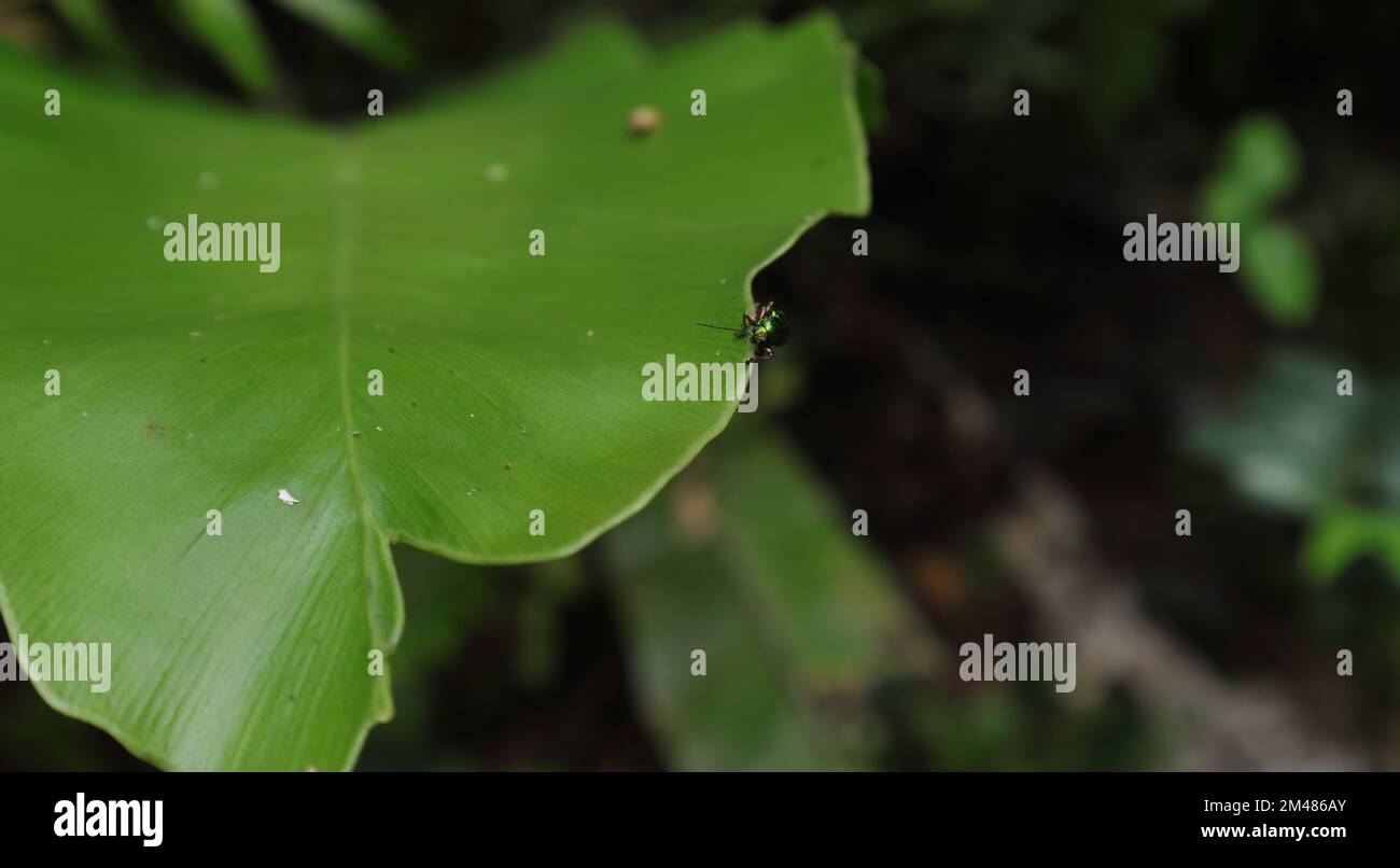 A tiny metallic green color insect holding the edge border end of a ...