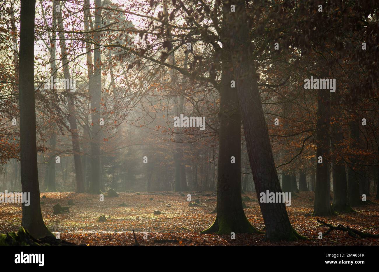 atmospheric forest scenery Stock Photo - Alamy