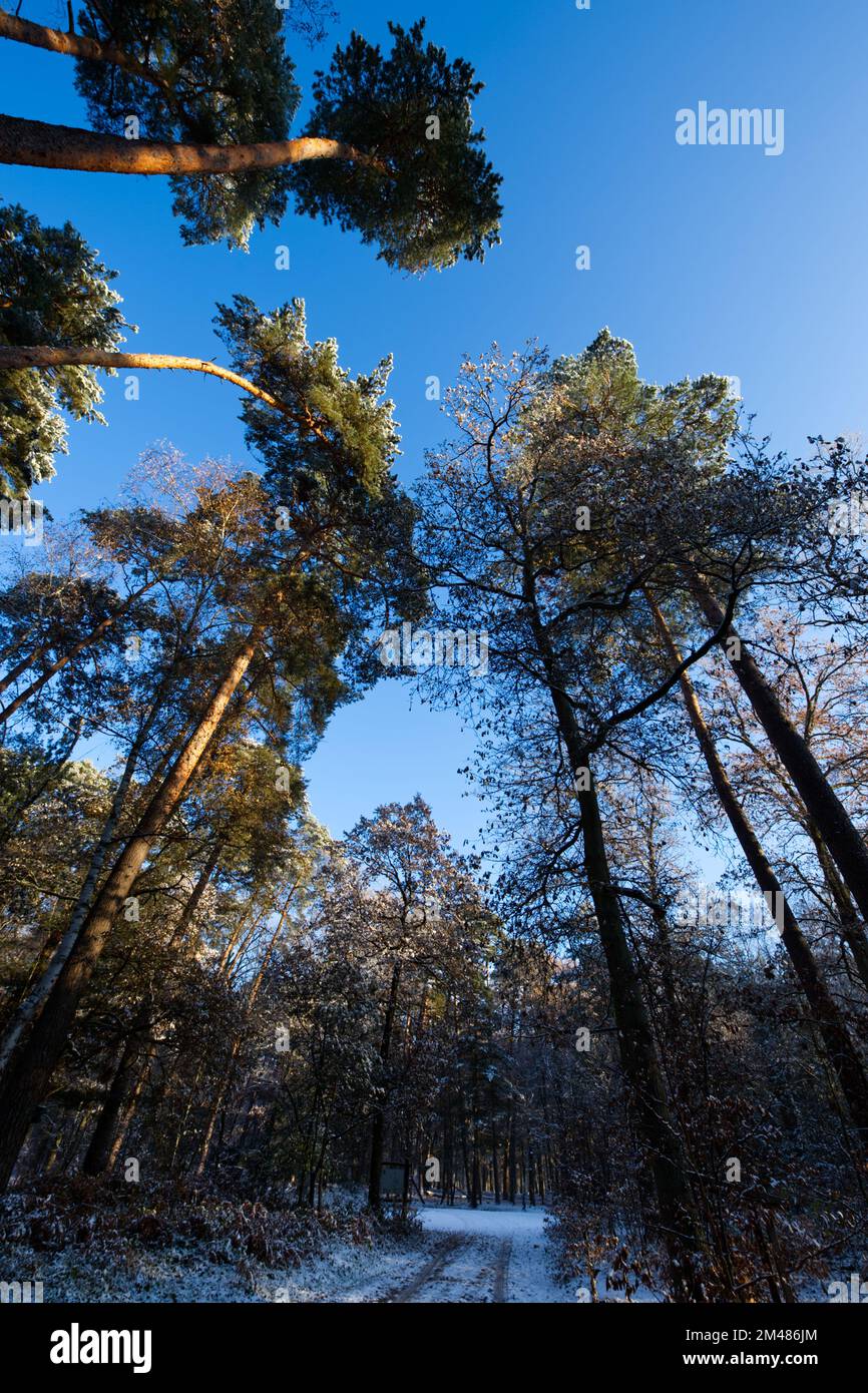 wide angle image of beautiful winter forest and a snow covered pathway ...
