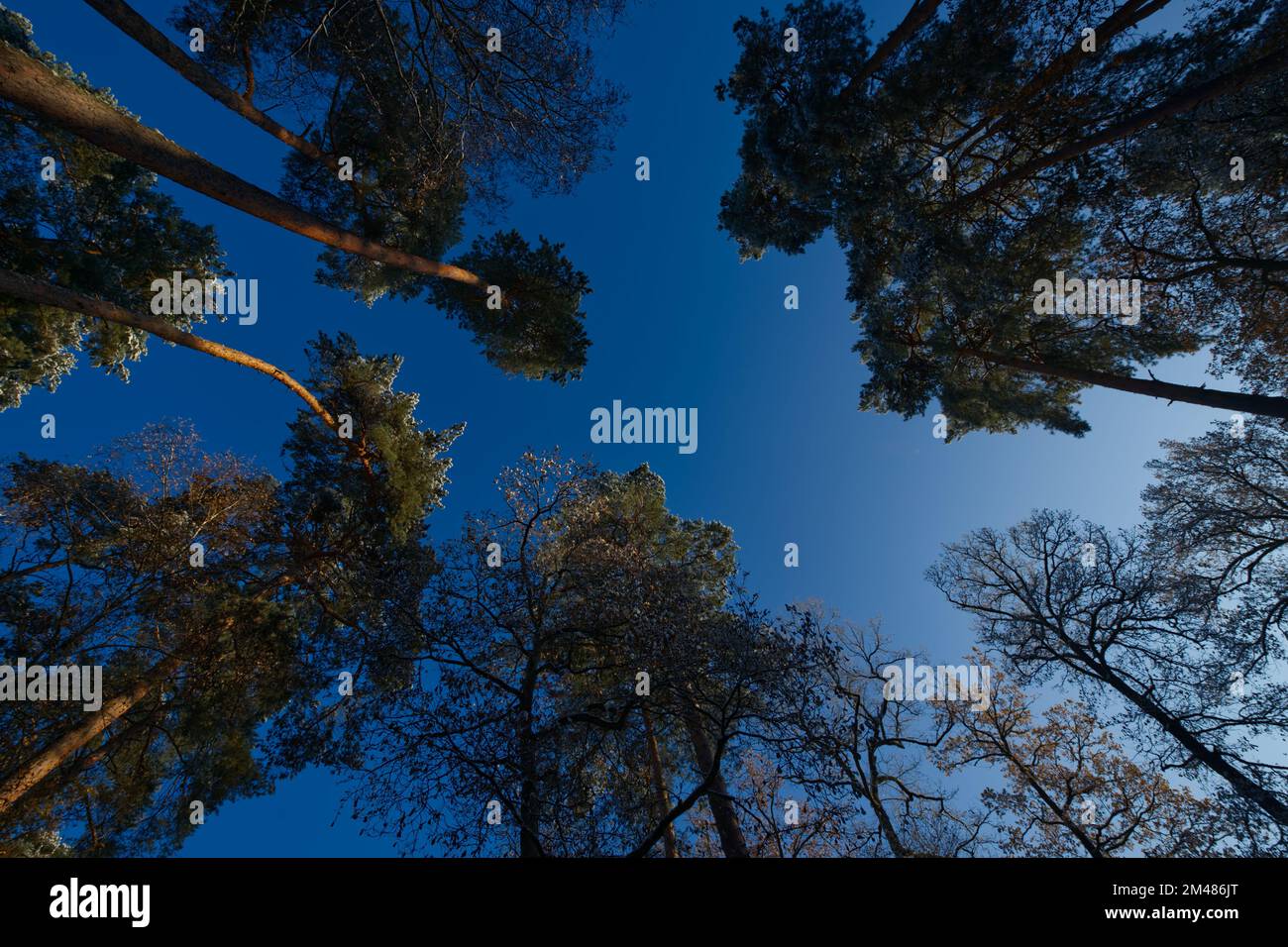 wide angle image of beautiful winter forest, scenery of trees in blue ...