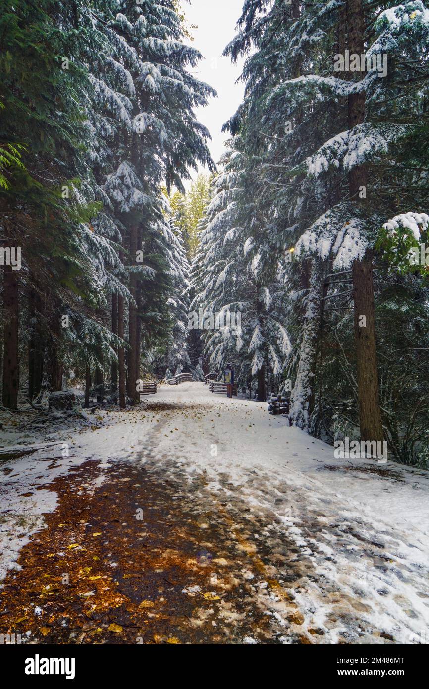 Quiet snowy forest trail hi-res stock photography and images - Alamy