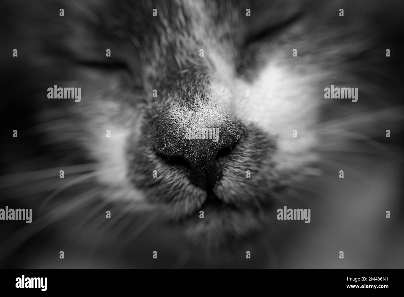 Close up portrait cute cat Black and White Stock Photos & Images - Alamy