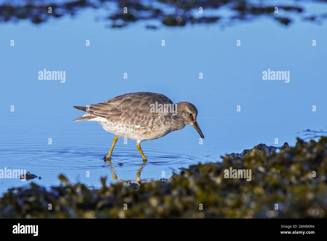 Red knot (Calidris canutus) in non-breeding plumage foraging in shallow ...