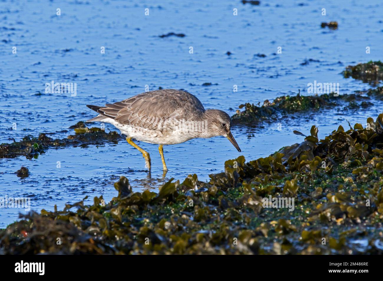 Red knot winter plumage hi-res stock photography and images - Alamy