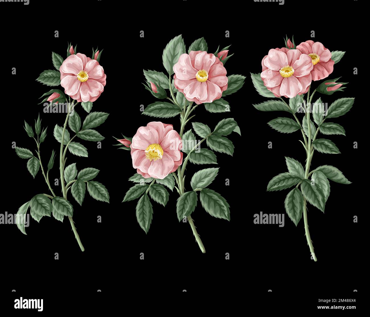 Blooming beautiful white rose Stock Vector Images - Alamy