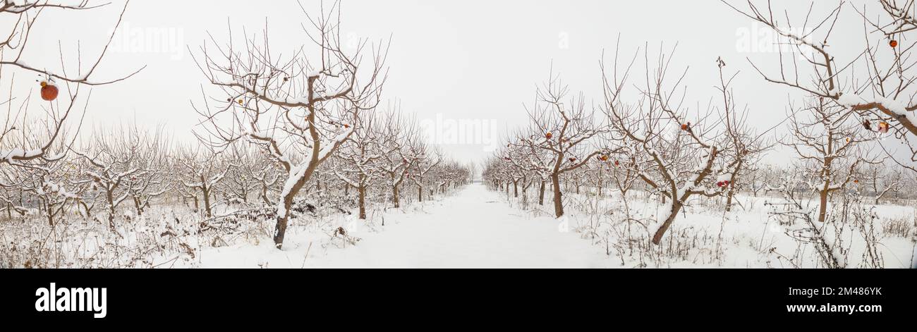 Snowy front garden hi-res stock photography and images - Alamy