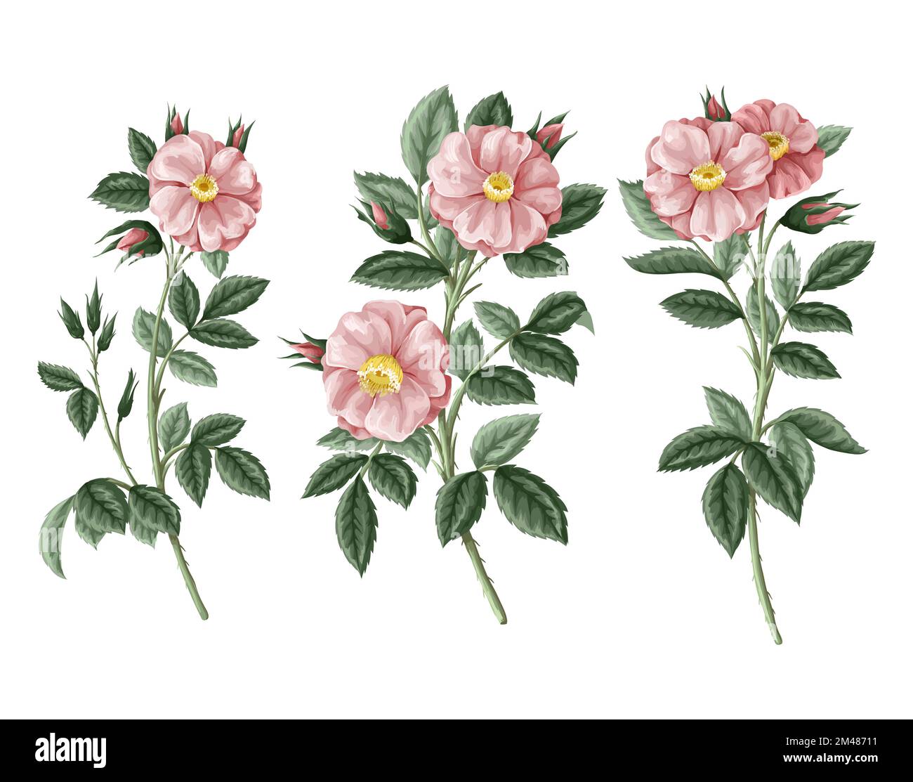 Blooming pink rose isolated Stock Vector Images - Alamy