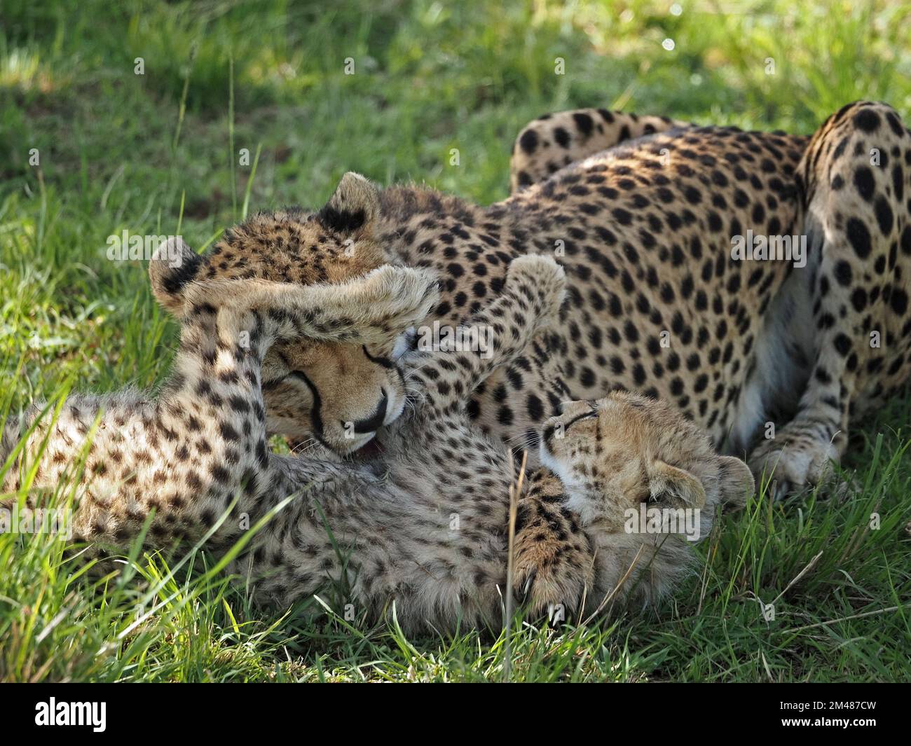 Cheetah (Acinonyx jubatus) cub playing with mother at edge of shade in ...