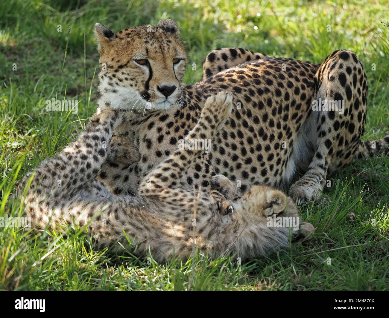 Cheetah (Acinonyx jubatus) cub playing with mother at edge of shade in ...