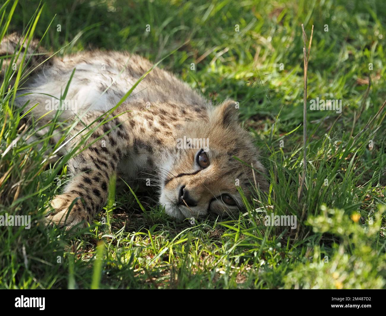 single fluffy cub Cheetah (Acinonyx jubatus) reclining in lush green ...