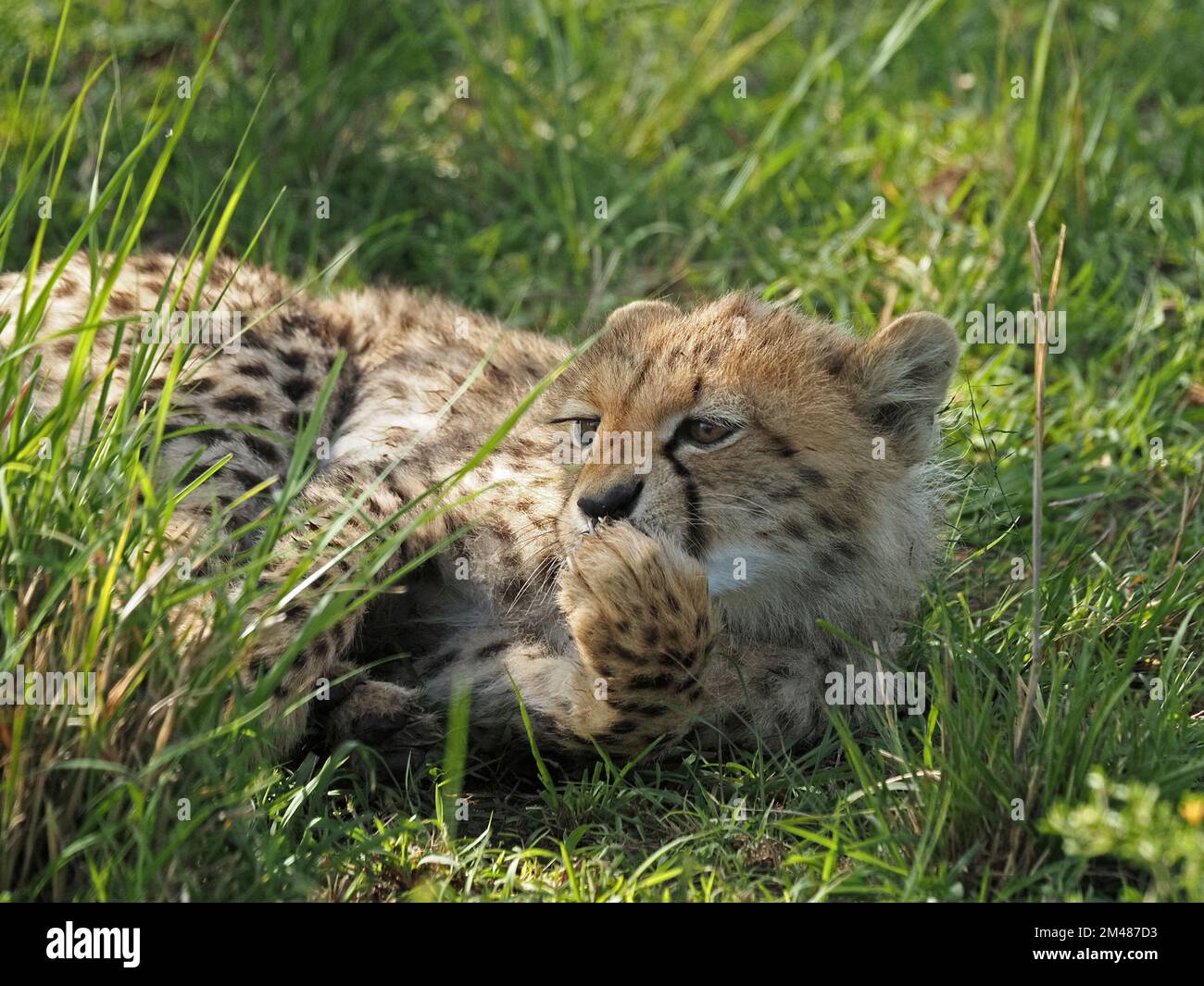fluffy cub Cheetah (Acinonyx jubatus) cleaning face & paw in lush green ...